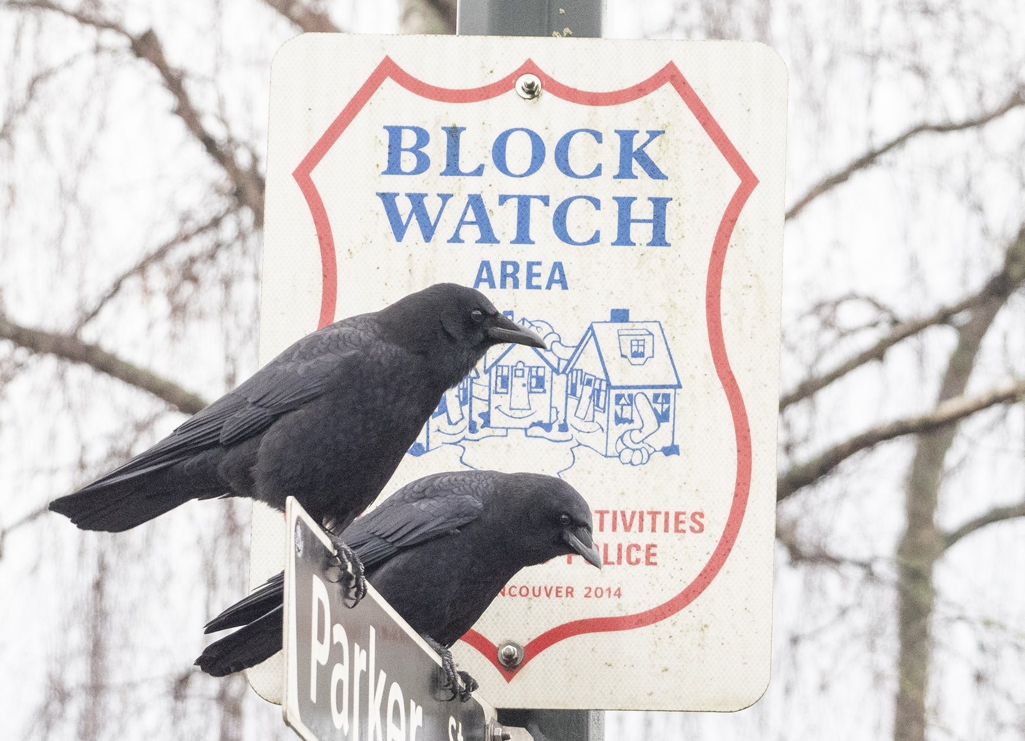 Marvin and Mavis on Block Watch | The Urban Nature Enthusiast