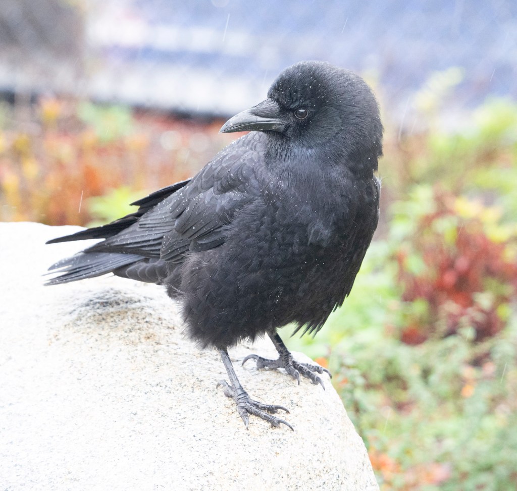 Crows | The Urban Nature Enthusiast