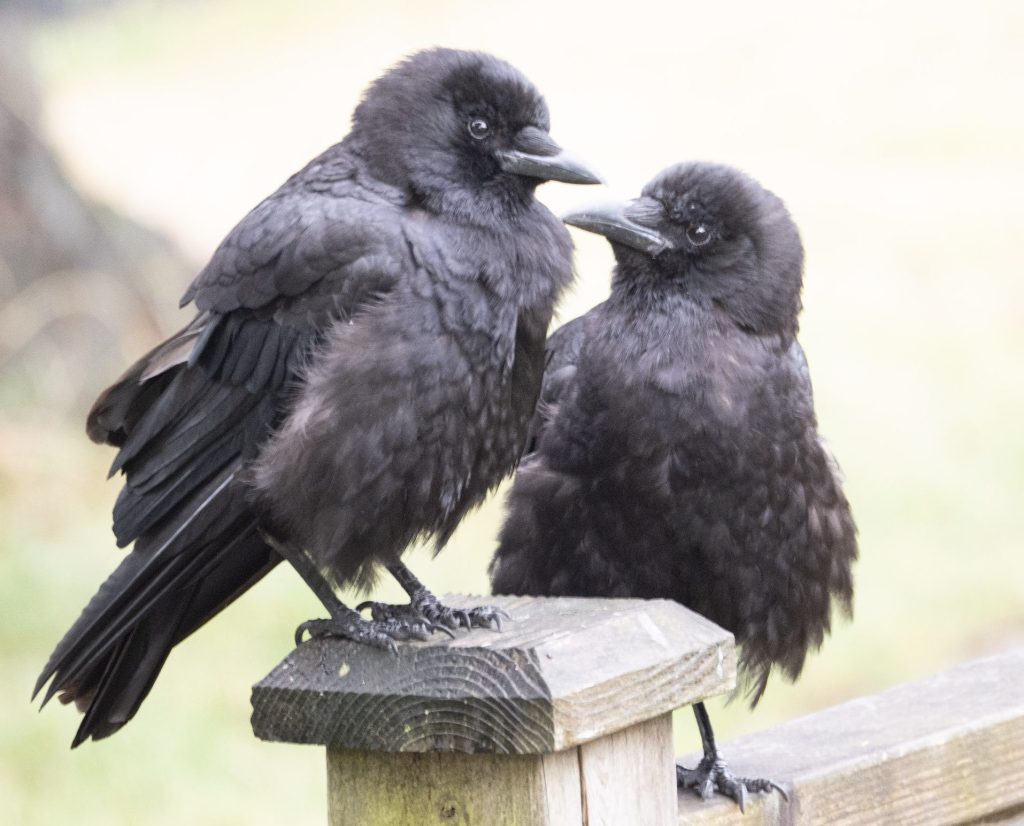 Crows | The Urban Nature Enthusiast