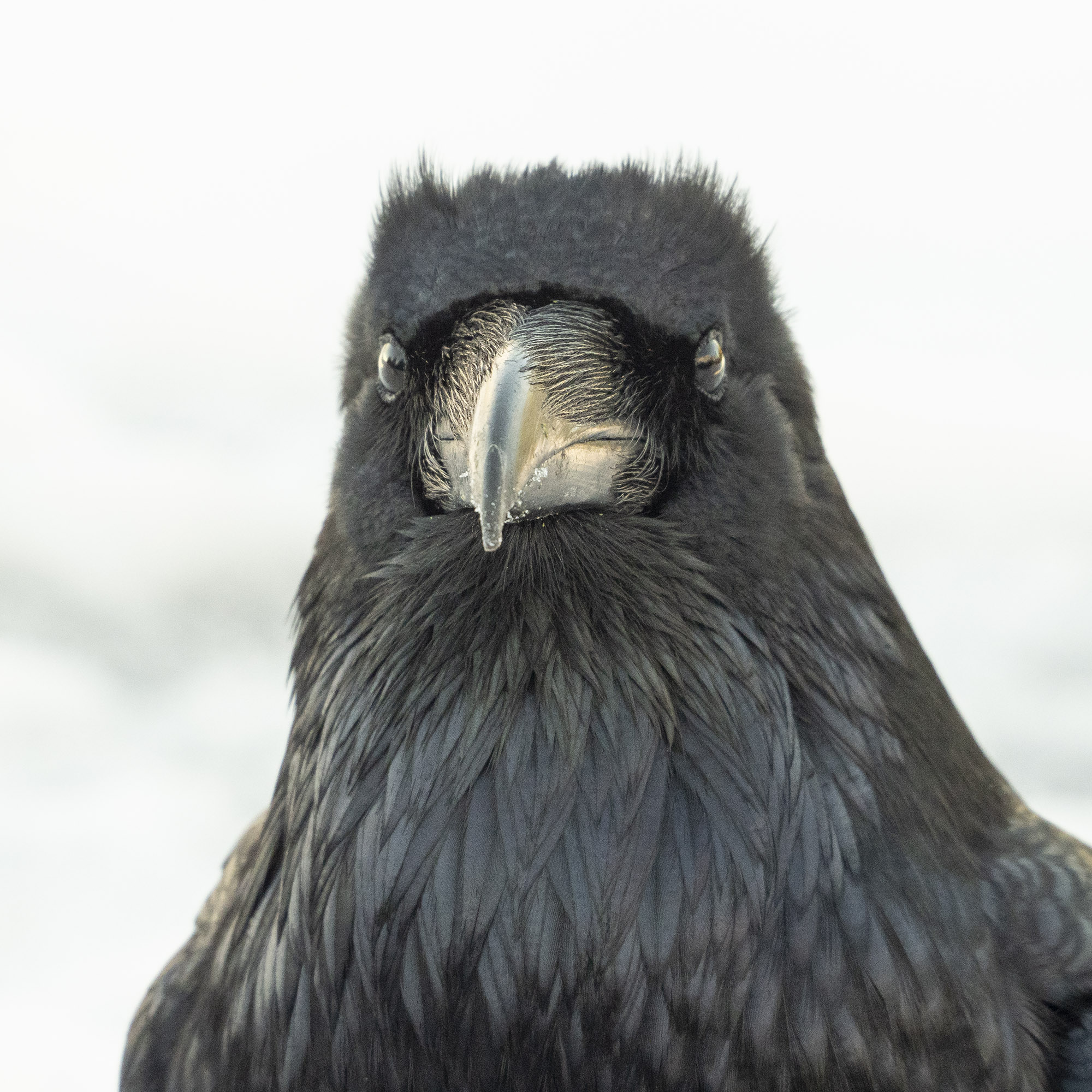 Raven Face | The Urban Nature Enthusiast