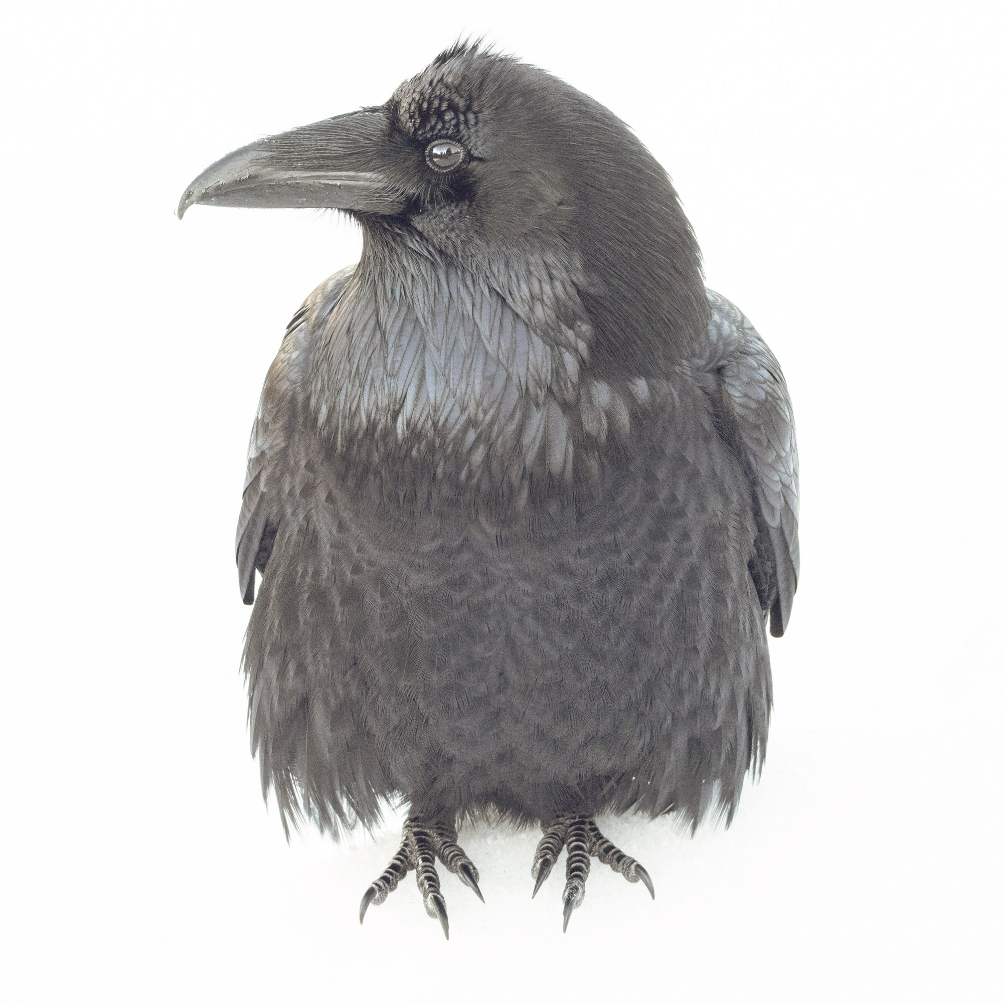 Chilly Raven | The Urban Nature Enthusiast