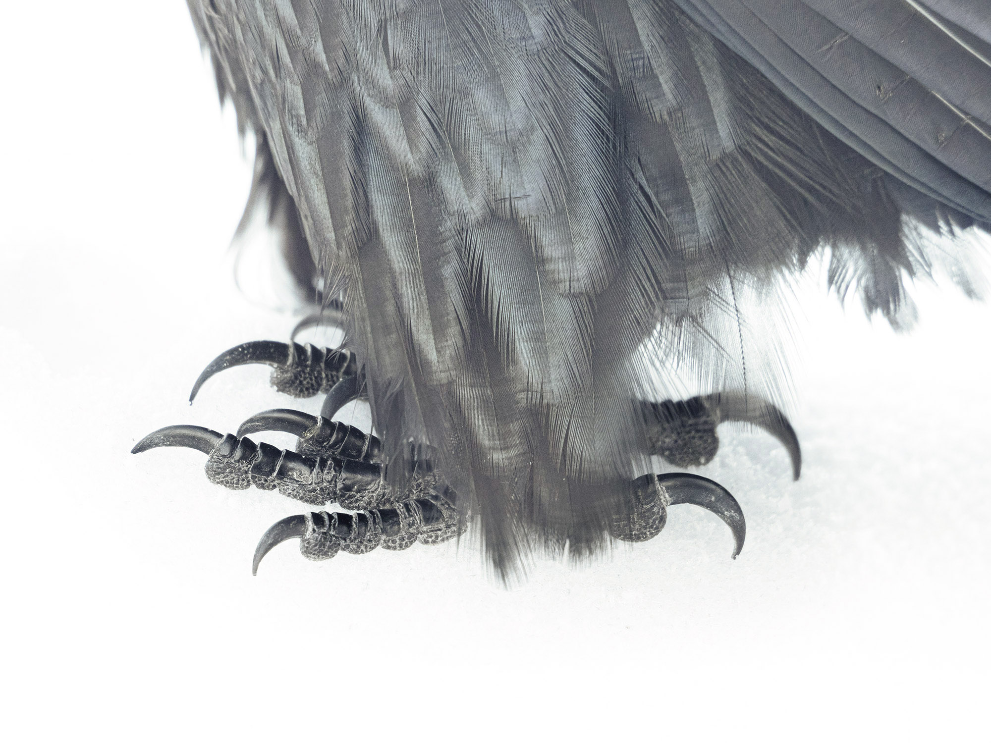 Cold Raven toes | The Urban Nature Enthusiast