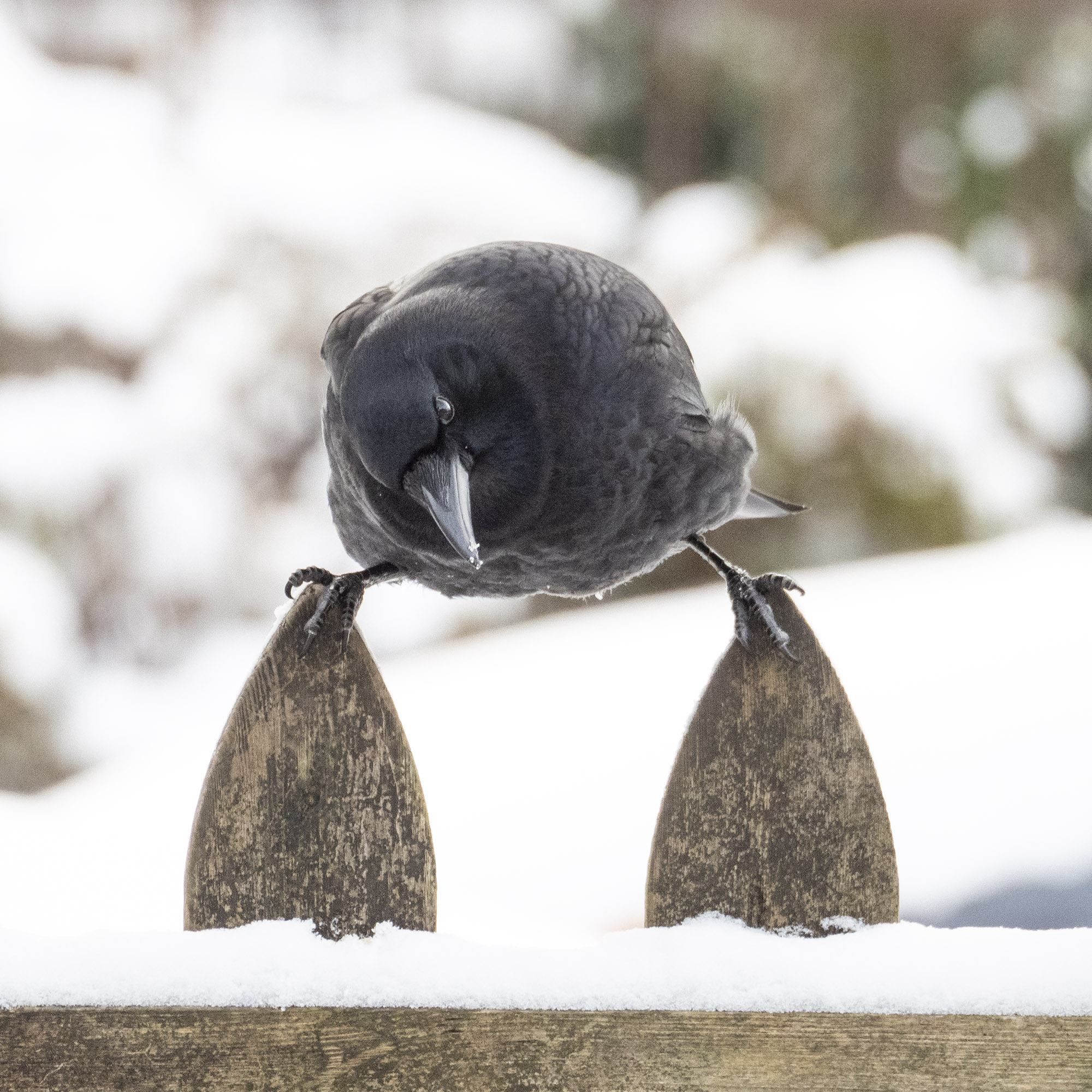 Marvin on the Gate | The Urban Nature Enthusiast
