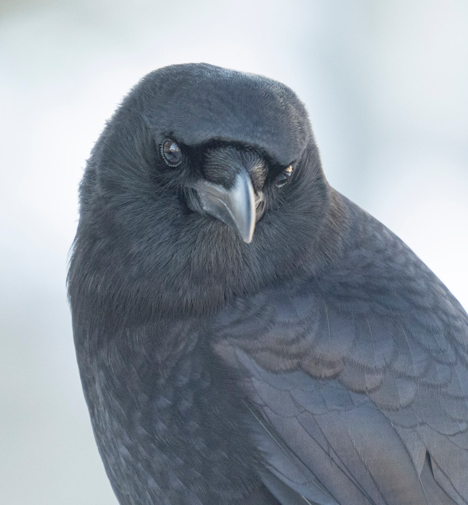 Crows to the Rescue | The Urban Nature Enthusiast