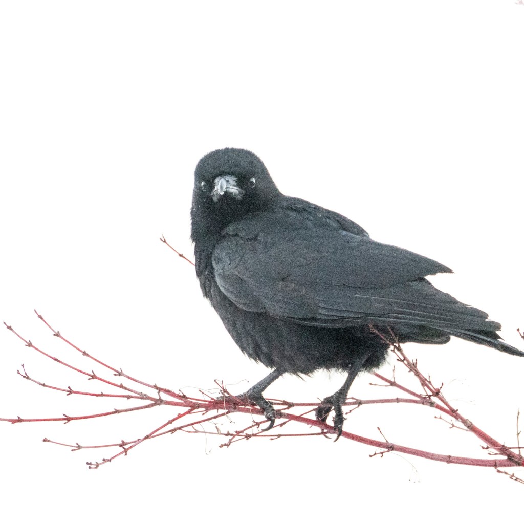 Crows to the Rescue | The Urban Nature Enthusiast