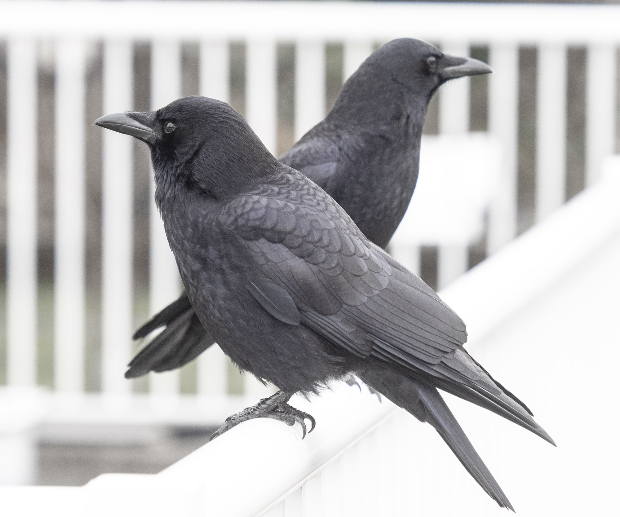 Photo by June Hunter | The Urban Nature Enthusiast