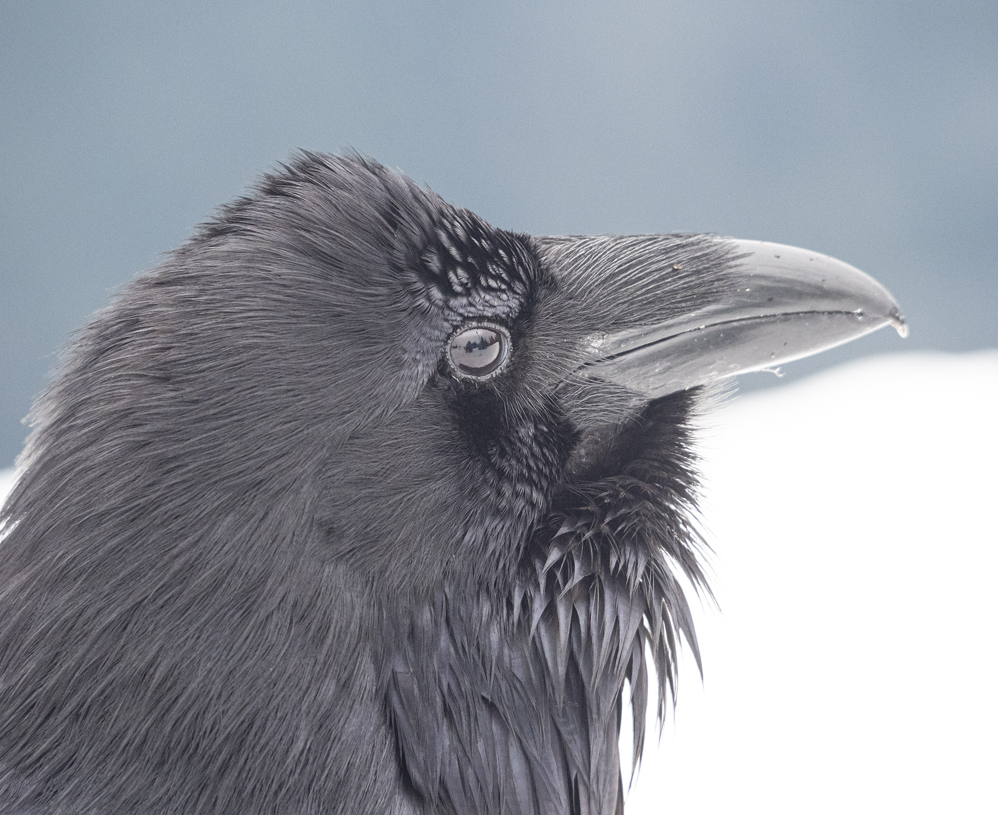 Raven Profile Jan 21 | The Urban Nature Enthusiast