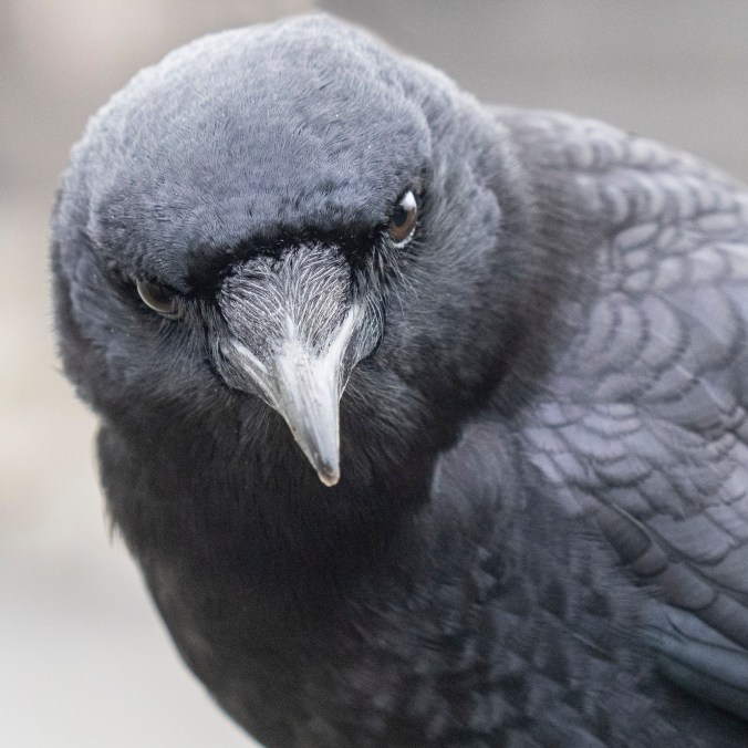 Benjamin Crow | The Urban Nature Enthusiast