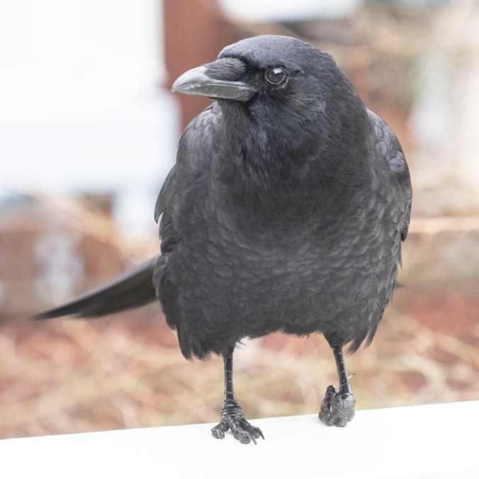 Benjamin Crow | The Urban Nature Enthusiast