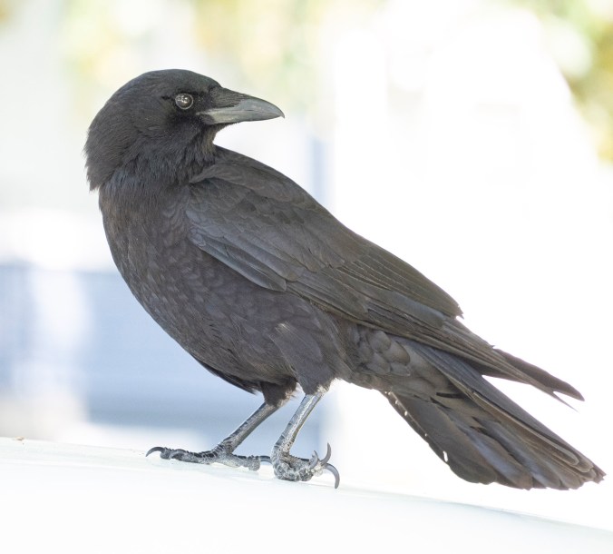 Benjamin Crow | The Urban Nature Enthusiast