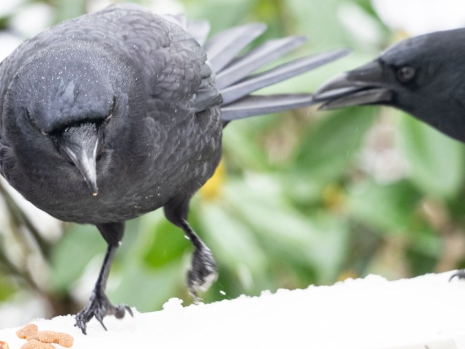 Benjamin Crow | The Urban Nature Enthusiast