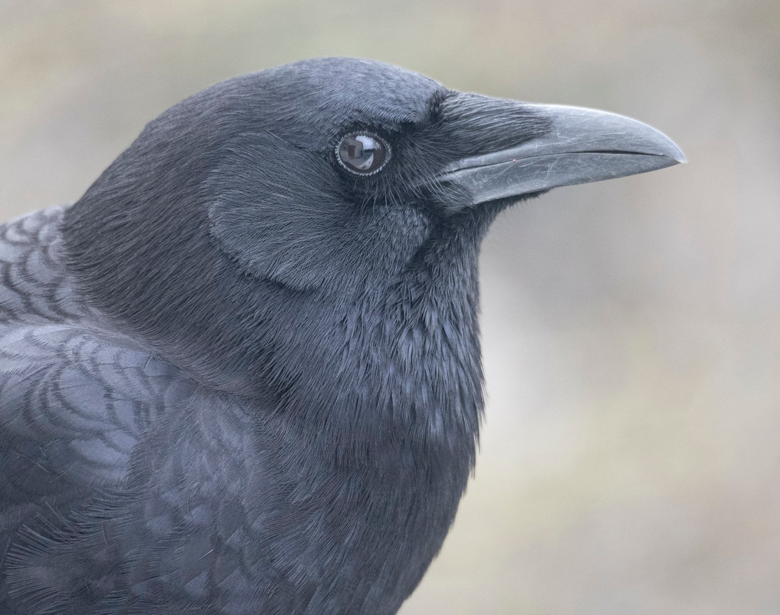 All Quiet On The Nesting Front (For Now) | The Urban Nature Enthusiast