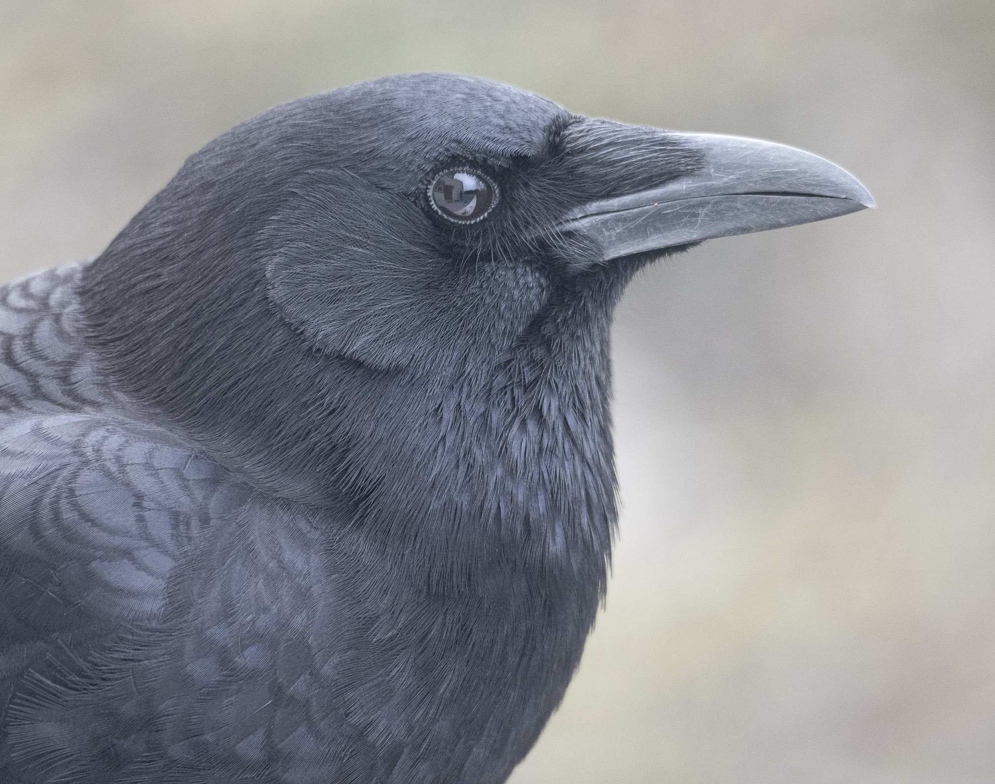 All Quiet On The Nesting Front (For Now) | The Urban Nature Enthusiast