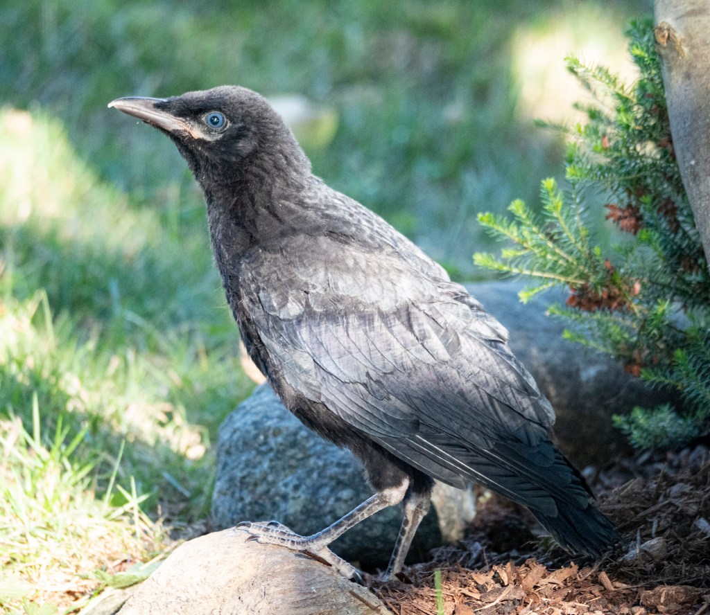 The Urban Nature Enthusiast | Crow paparazza, celebrating nature in an ...