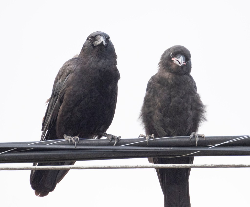 The Urban Nature Enthusiast | Crow paparazza, celebrating nature in an ...