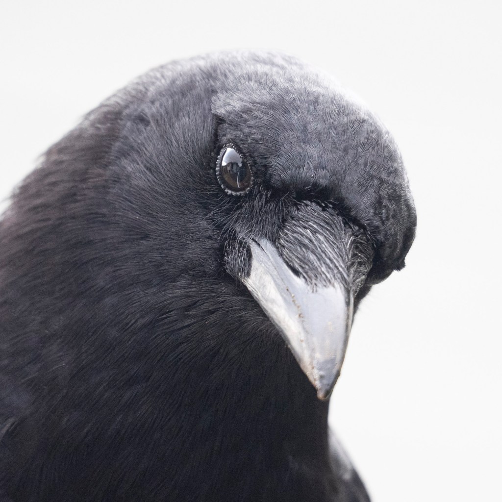 The Urban Nature Enthusiast | Crow paparazza, celebrating nature in an ...
