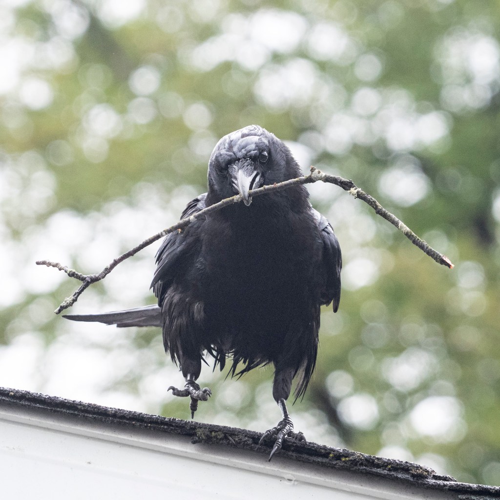 The Urban Nature Enthusiast | Crow paparazza, celebrating nature in an ...