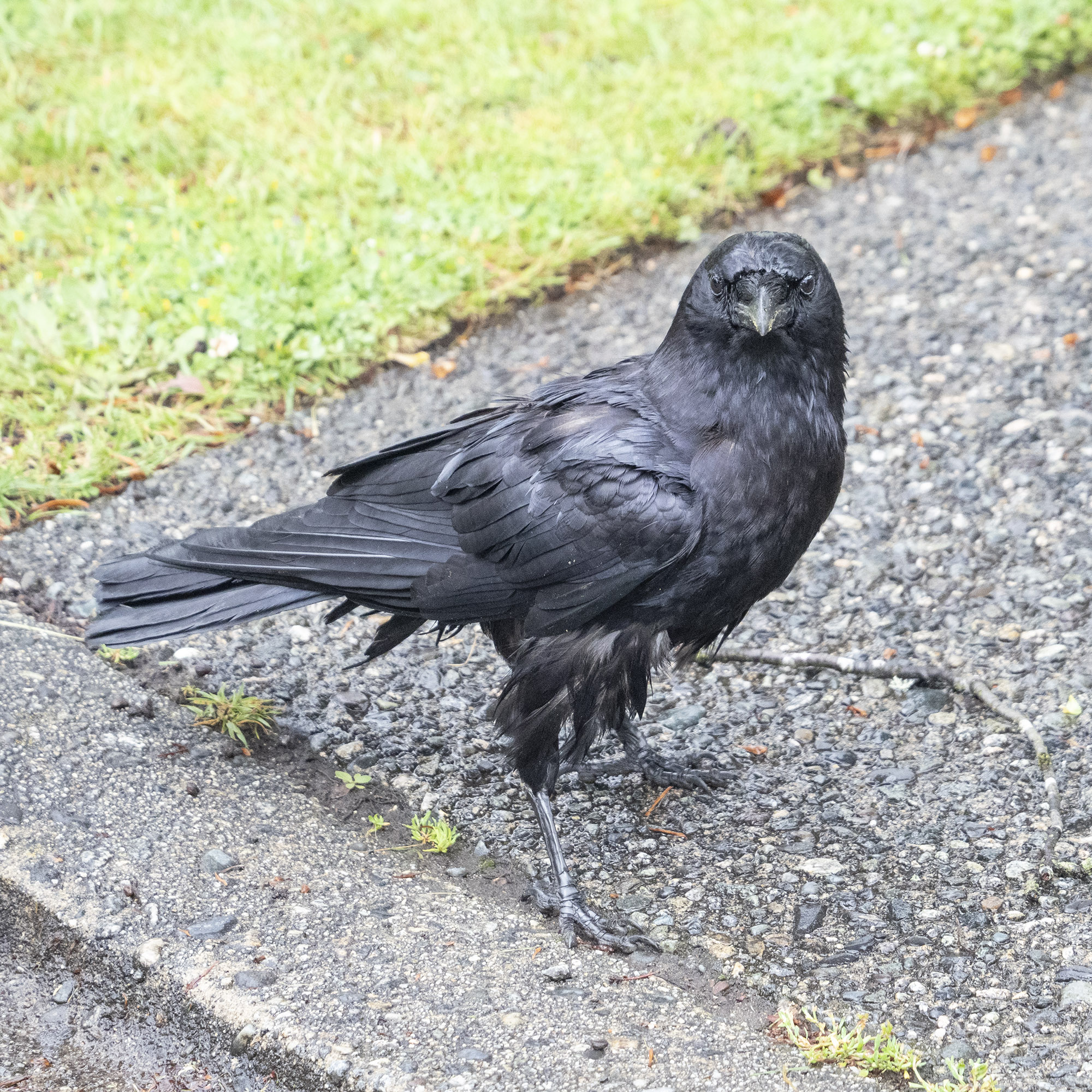 Mr Walker Crow with twig June 5 | The Urban Nature Enthusiast