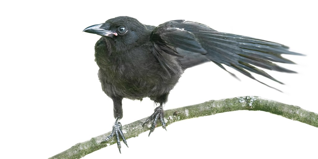 The Urban Nature Enthusiast | Crow paparazza, celebrating nature in an ...