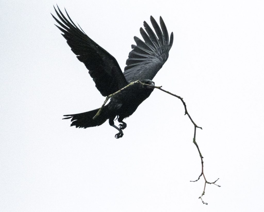 The Urban Nature Enthusiast | Crow paparazza, celebrating nature in an ...