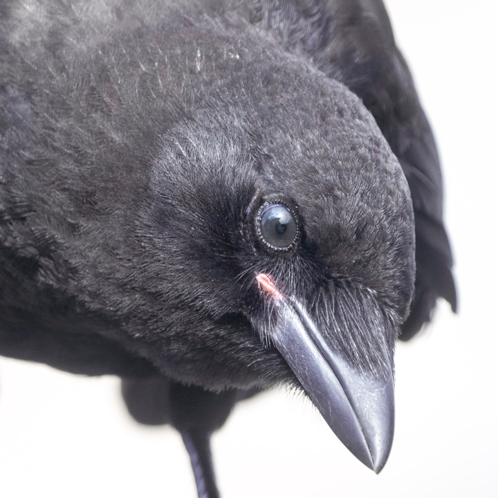 The Urban Nature Enthusiast | Crow paparazza, celebrating nature in an ...