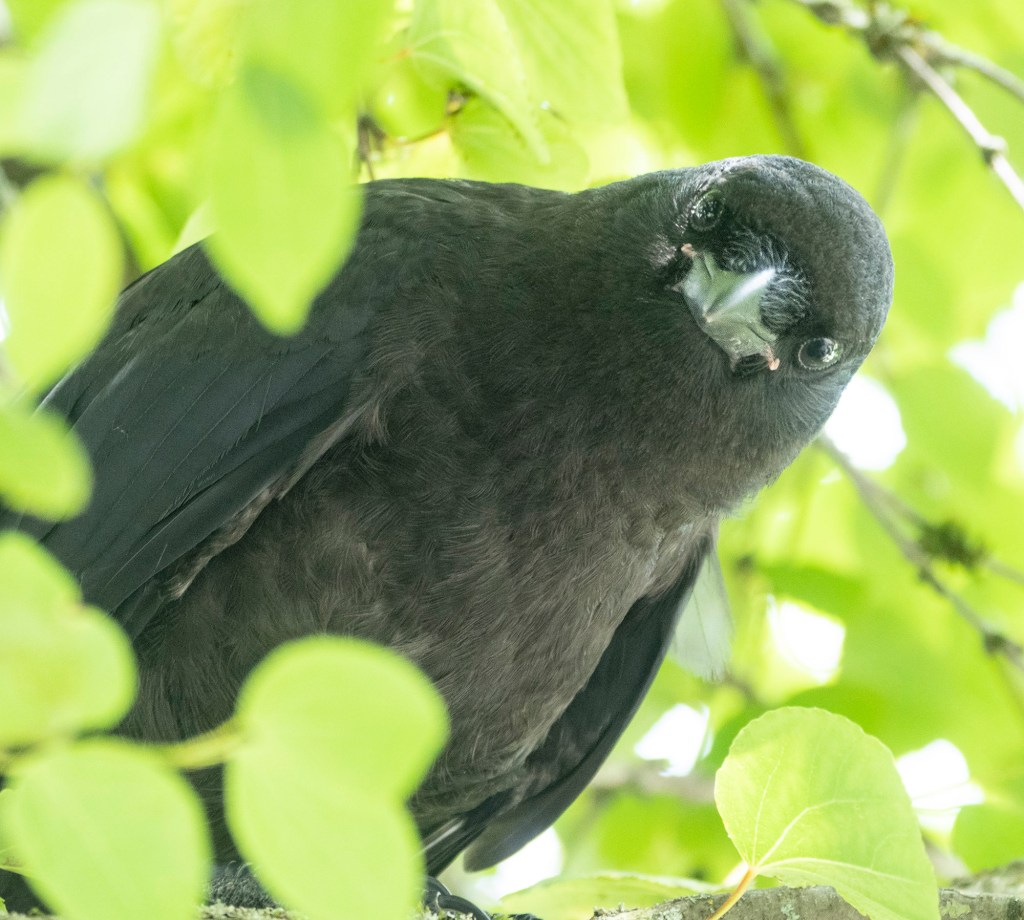The Urban Nature Enthusiast | Crow paparazza, celebrating nature in an ...