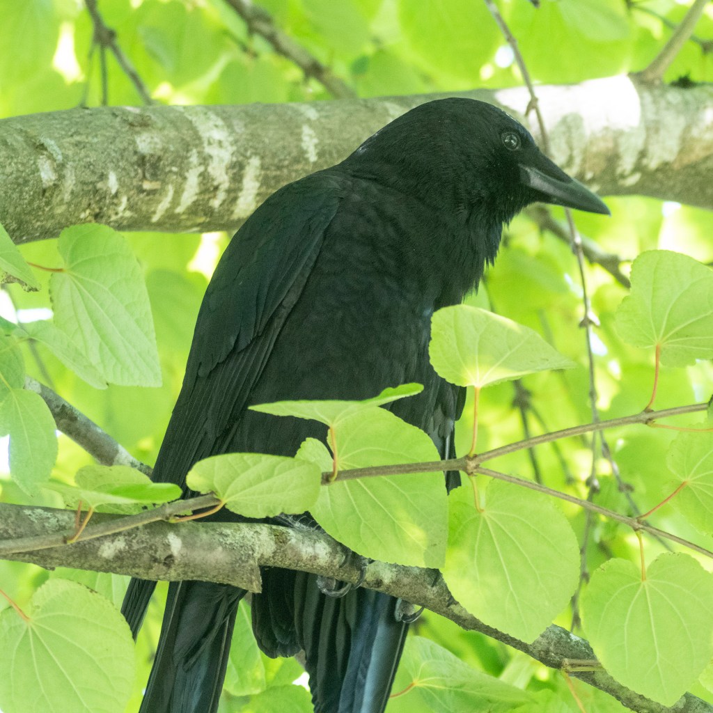 The Urban Nature Enthusiast | Crow paparazza, celebrating nature in an ...