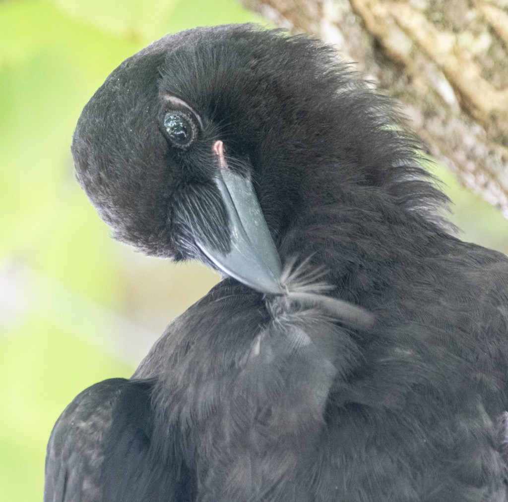 The Urban Nature Enthusiast | Crow paparazza, celebrating nature in an ...