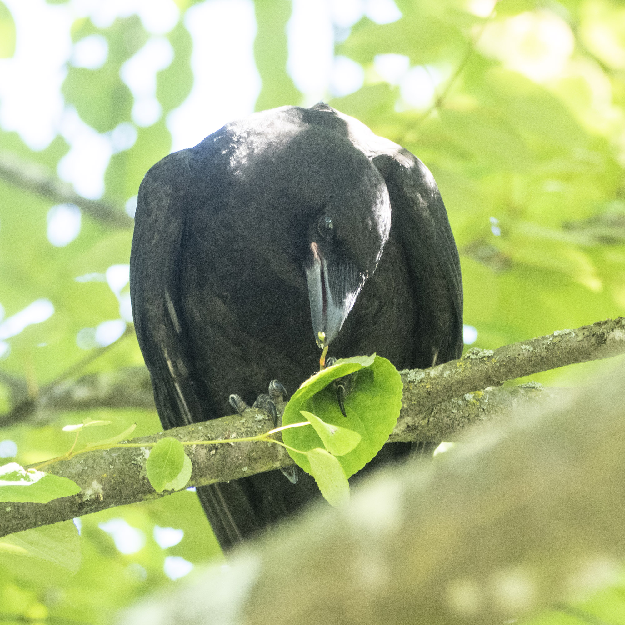 Crow fledgling playing with leaf | The Urban Nature Enthusiast