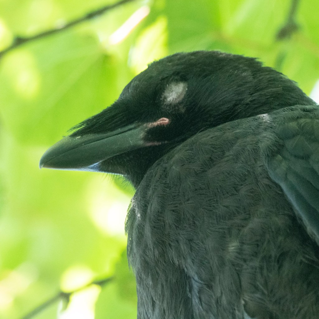 The Urban Nature Enthusiast | Crow paparazza, celebrating nature in an ...