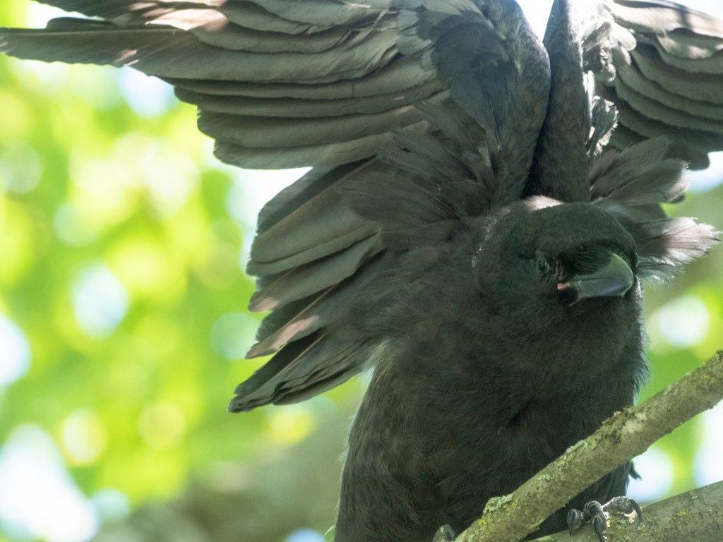 The Urban Nature Enthusiast | Crow paparazza, celebrating nature in an ...
