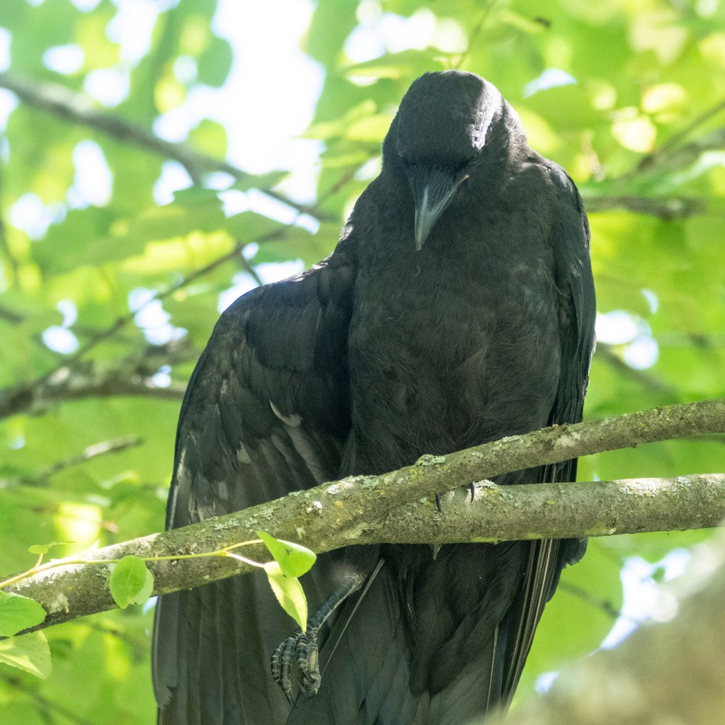 The Urban Nature Enthusiast | Crow paparazza, celebrating nature in an ...