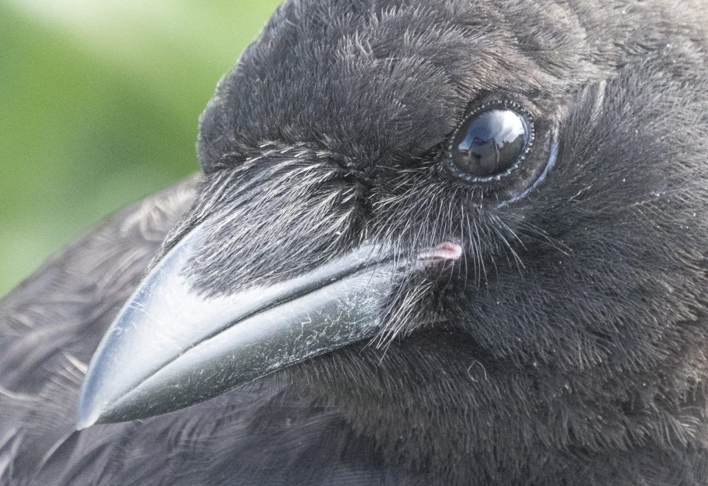 The Urban Nature Enthusiast | Crow paparazza, celebrating nature in an ...
