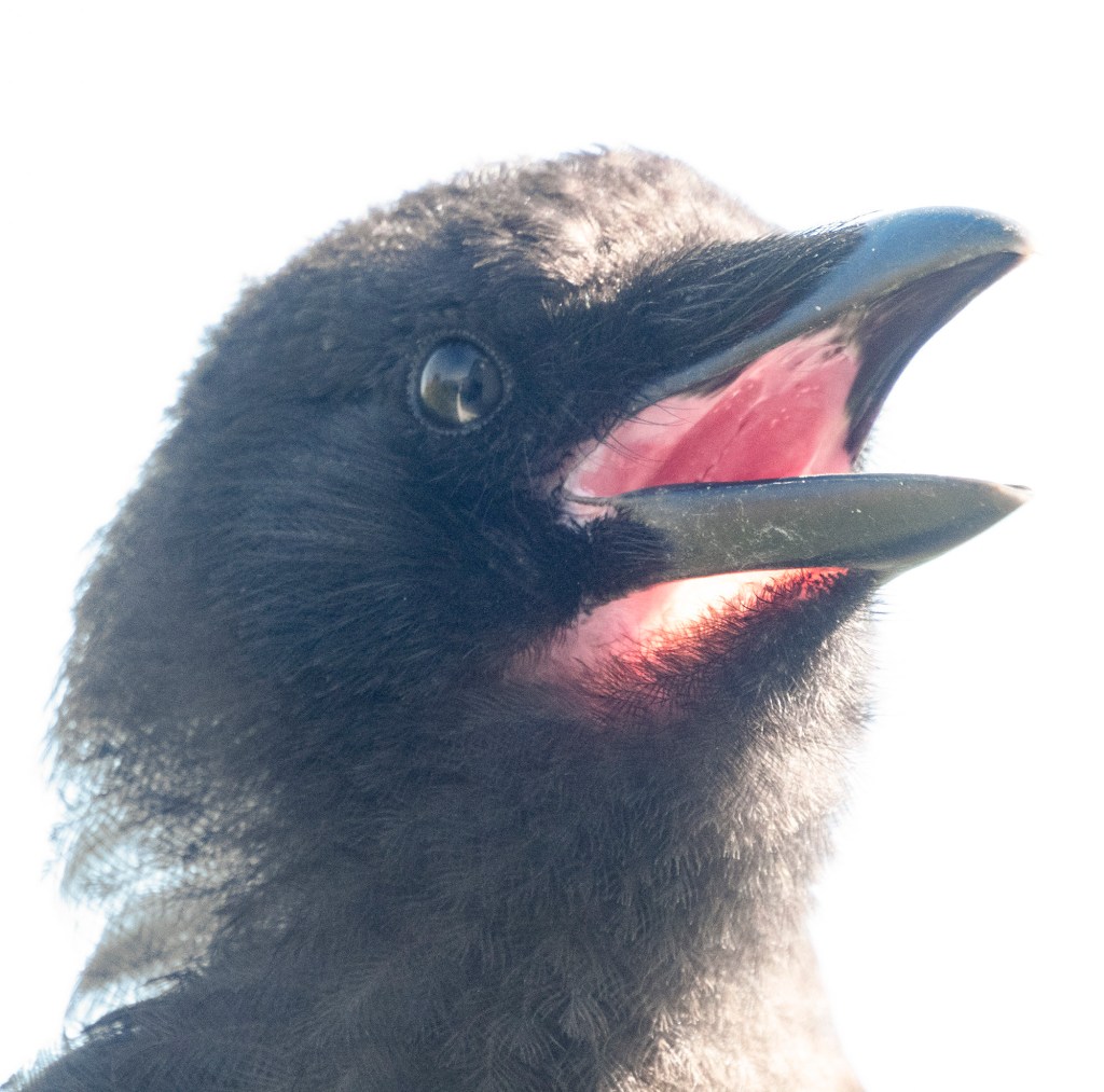 The Urban Nature Enthusiast | Crow paparazza, celebrating nature in an ...