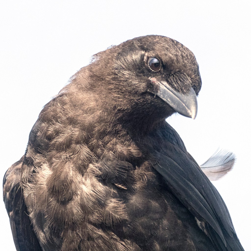 crow social life | The Urban Nature Enthusiast