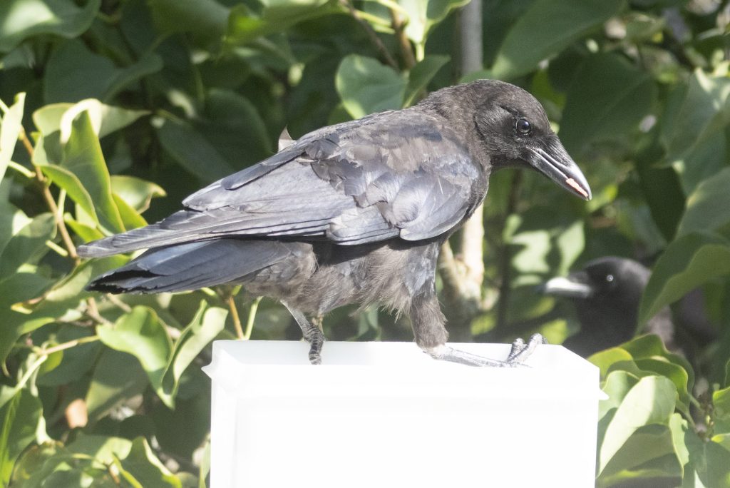 The Urban Nature Enthusiast | Crow paparazza, celebrating nature in an ...