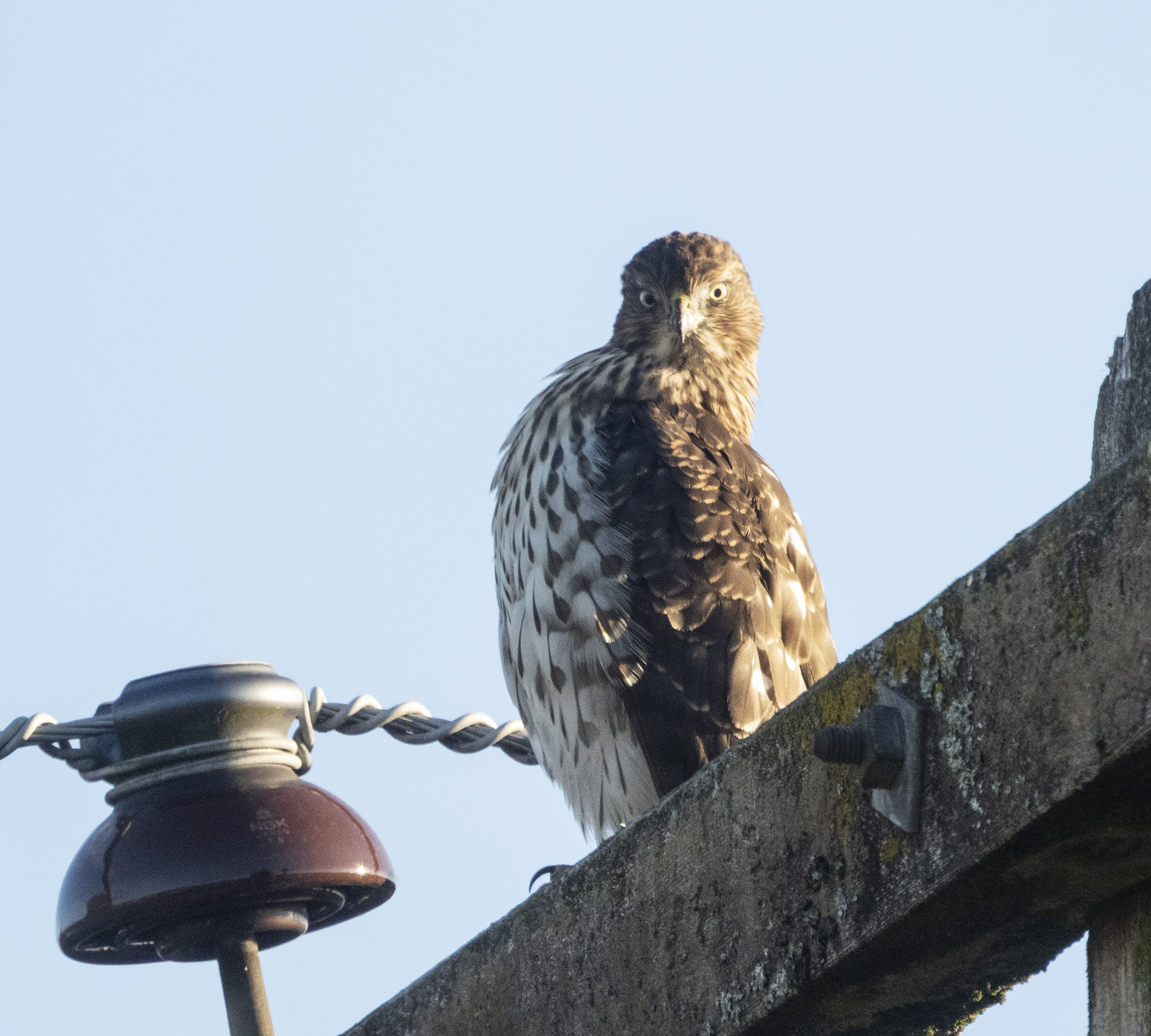 june hunter | The Urban Nature Enthusiast