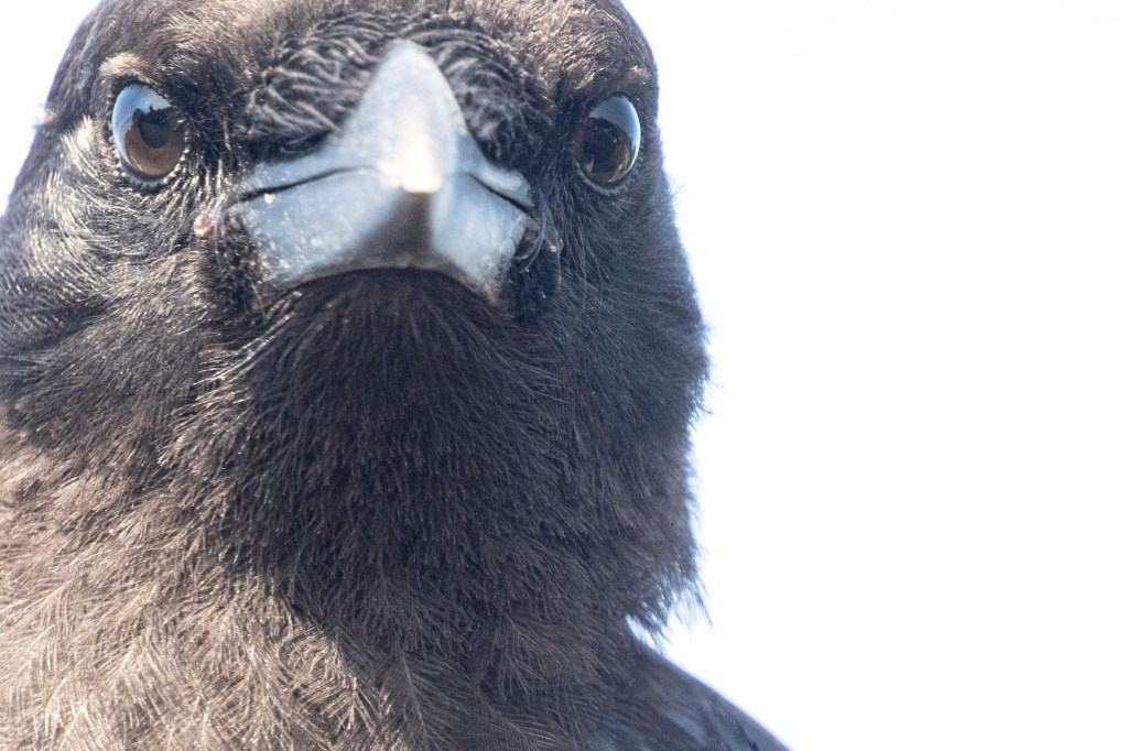 crow social life | The Urban Nature Enthusiast