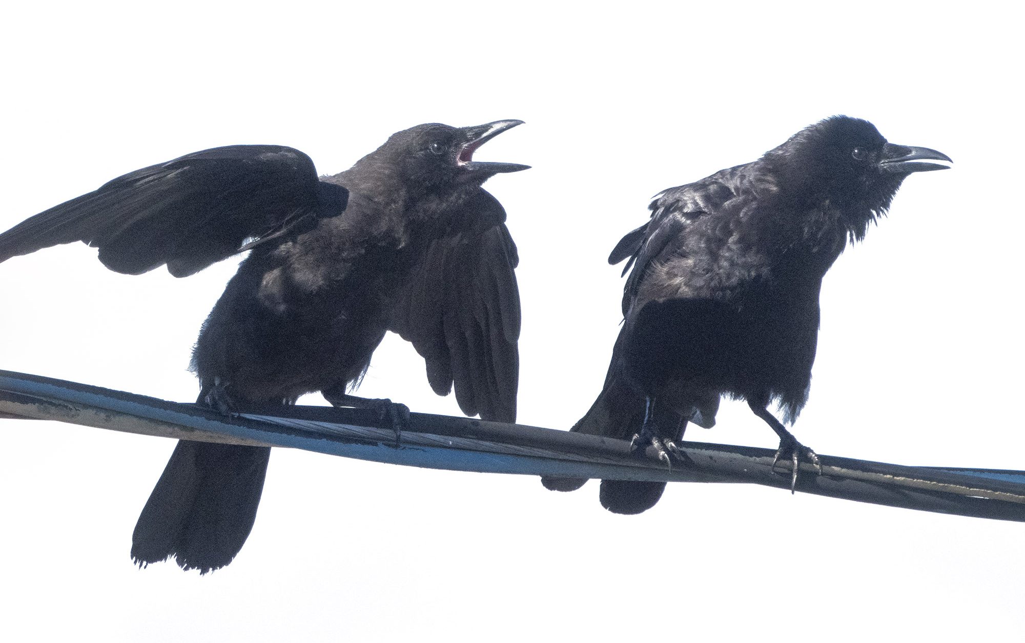Crow Parenting, Summer 2022 Part 1 | The Urban Nature Enthusiast
