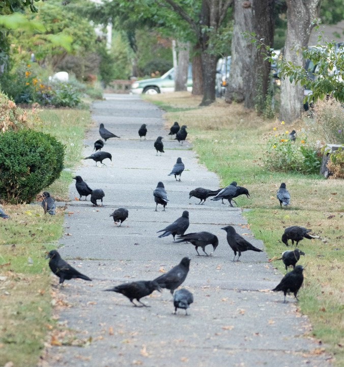 Crow Fest 22 — Part One | The Urban Nature Enthusiast