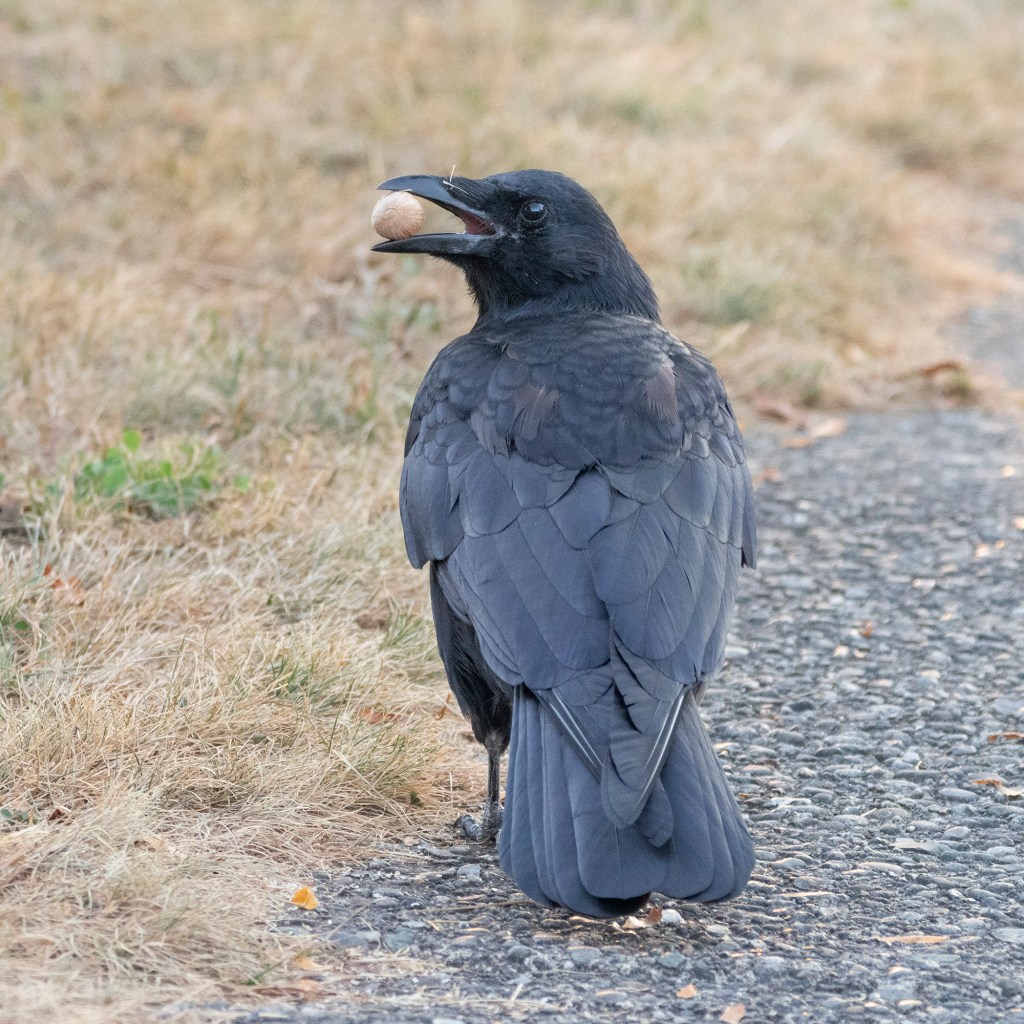 crow social life | The Urban Nature Enthusiast