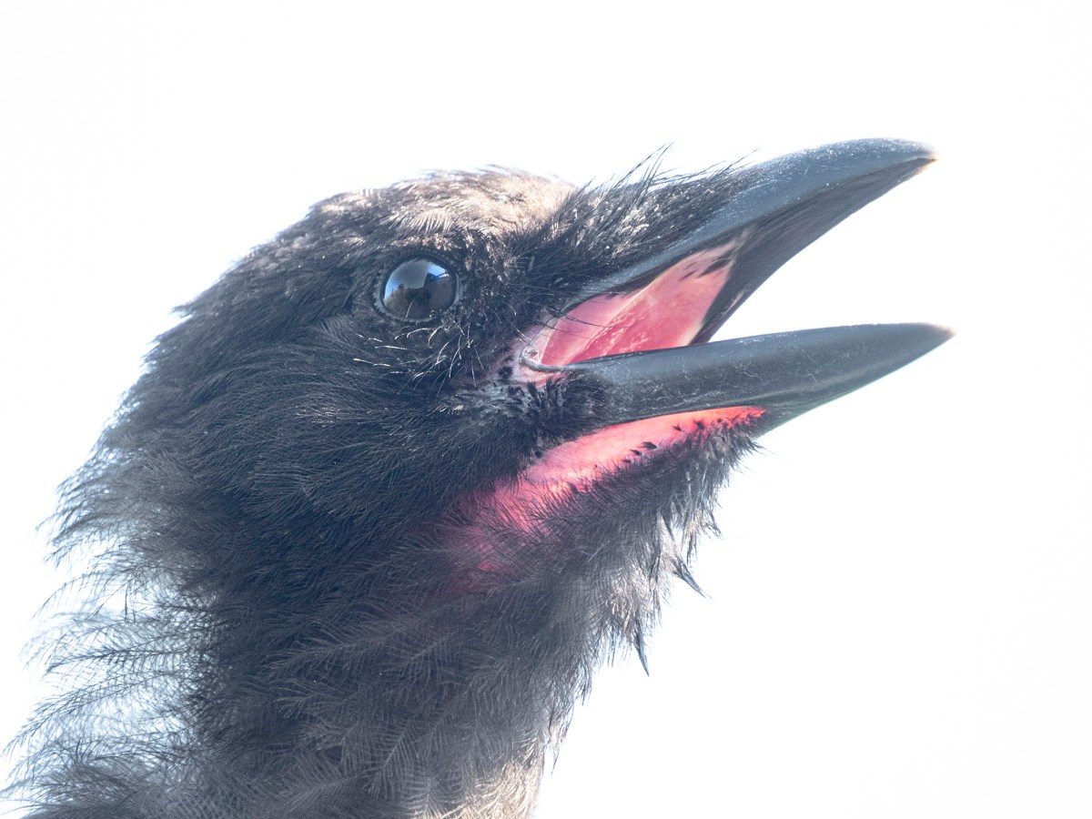 The Unbearable Itchiness of Moulting | The Urban Nature Enthusiast