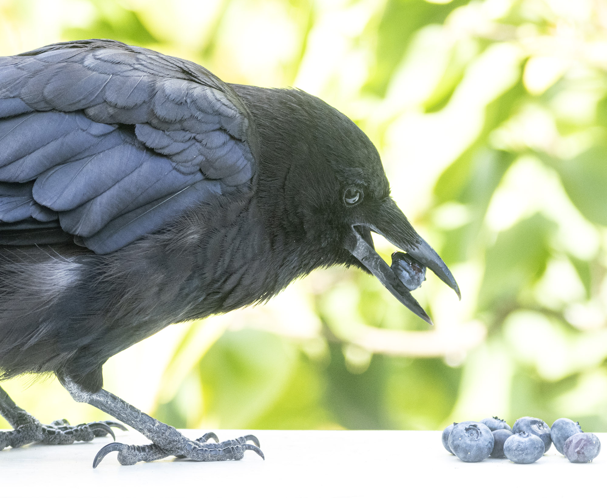 Photo by June Hunter | The Urban Nature Enthusiast