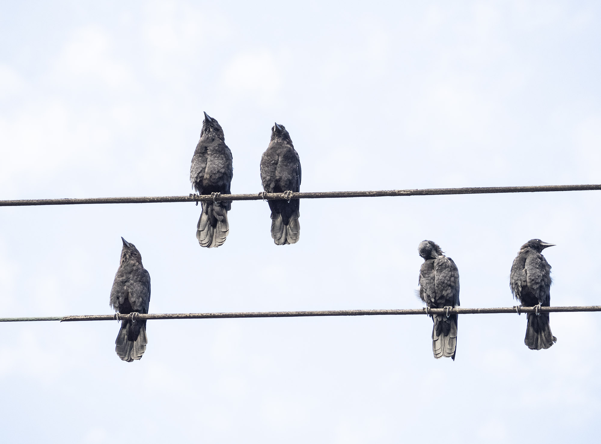 Photo by June Hunter | The Urban Nature Enthusiast