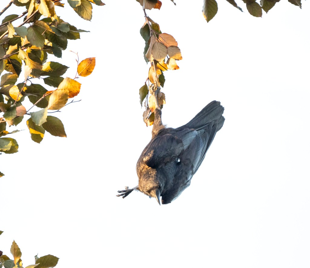 crow social life | The Urban Nature Enthusiast