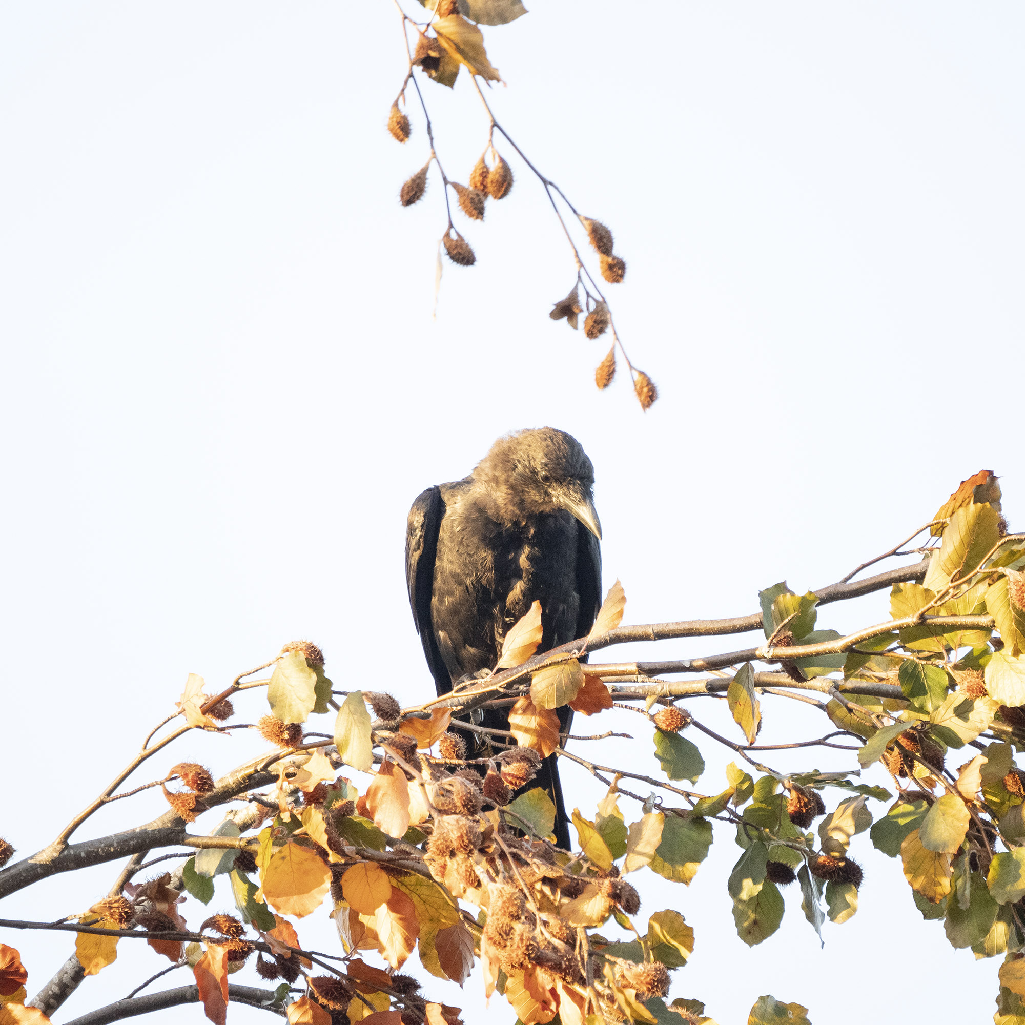 Photo by June Hunter | The Urban Nature Enthusiast