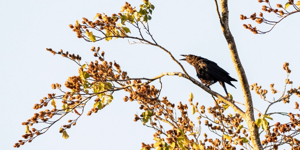crow social life | The Urban Nature Enthusiast