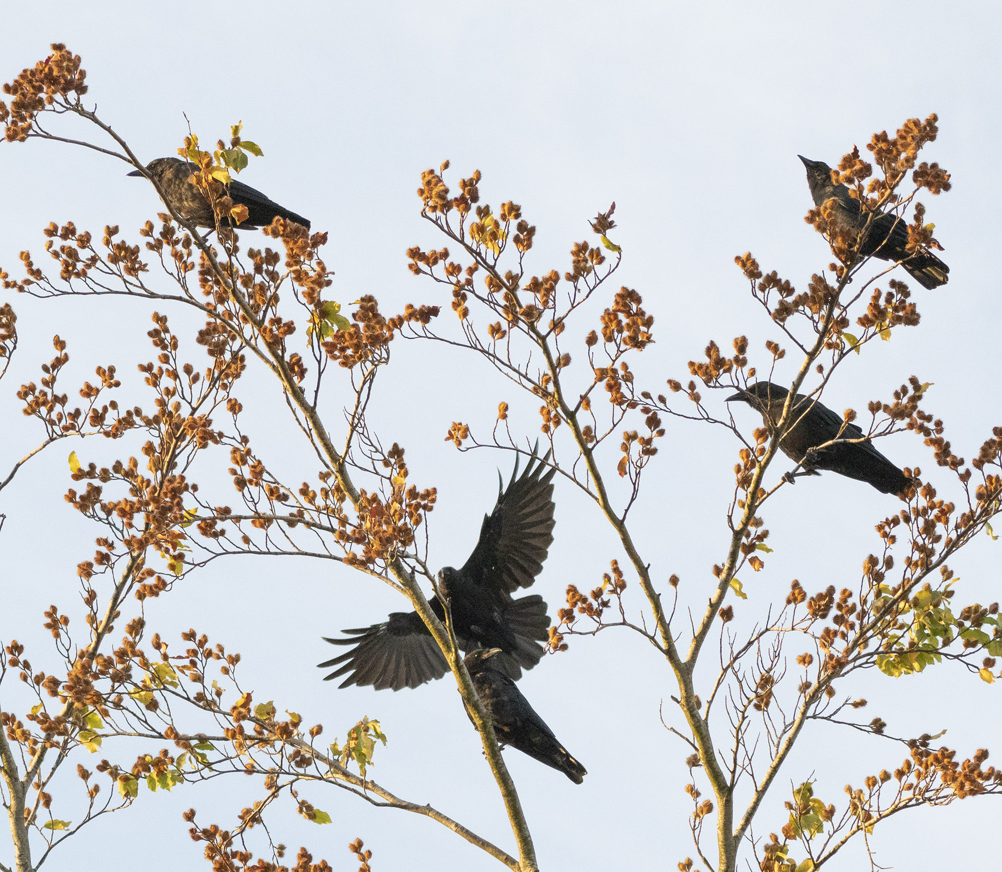 Photo by June Hunter | The Urban Nature Enthusiast