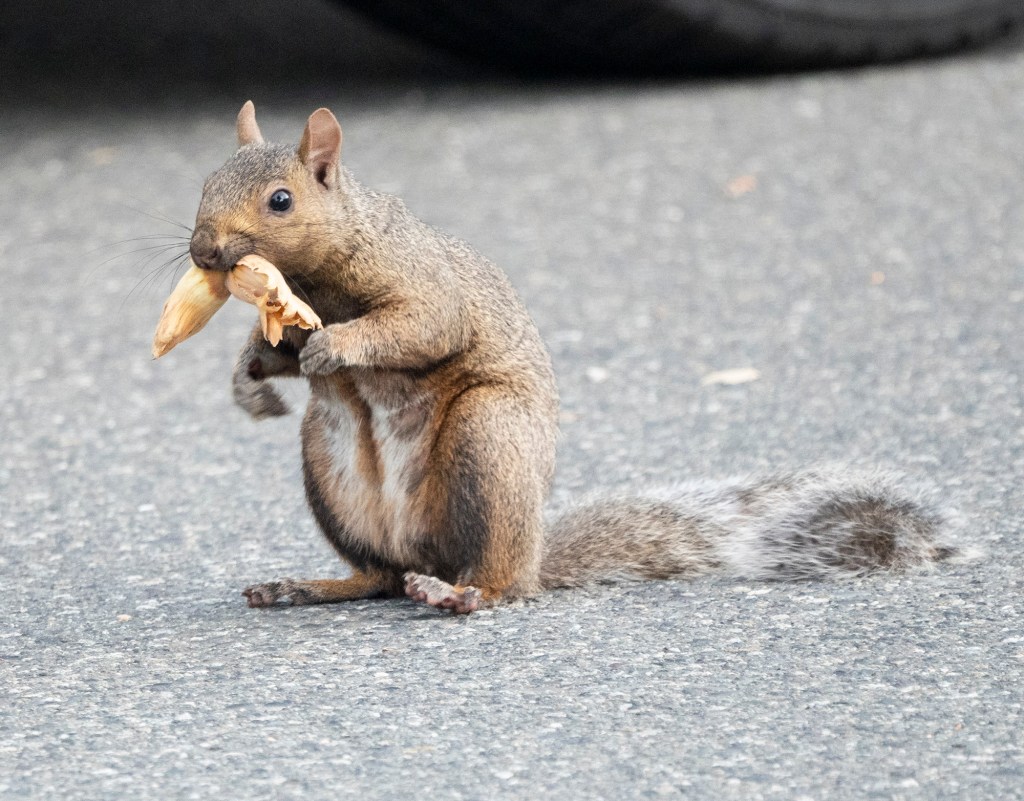 june hunter | The Urban Nature Enthusiast