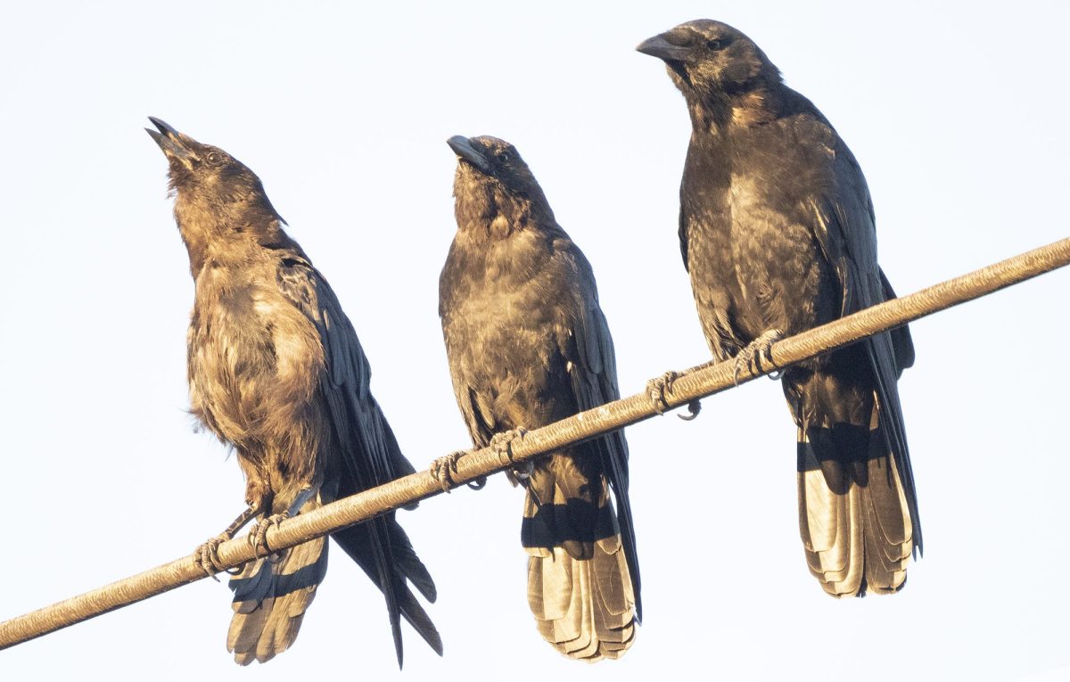 Crow Fest 22 — Part One | The Urban Nature Enthusiast